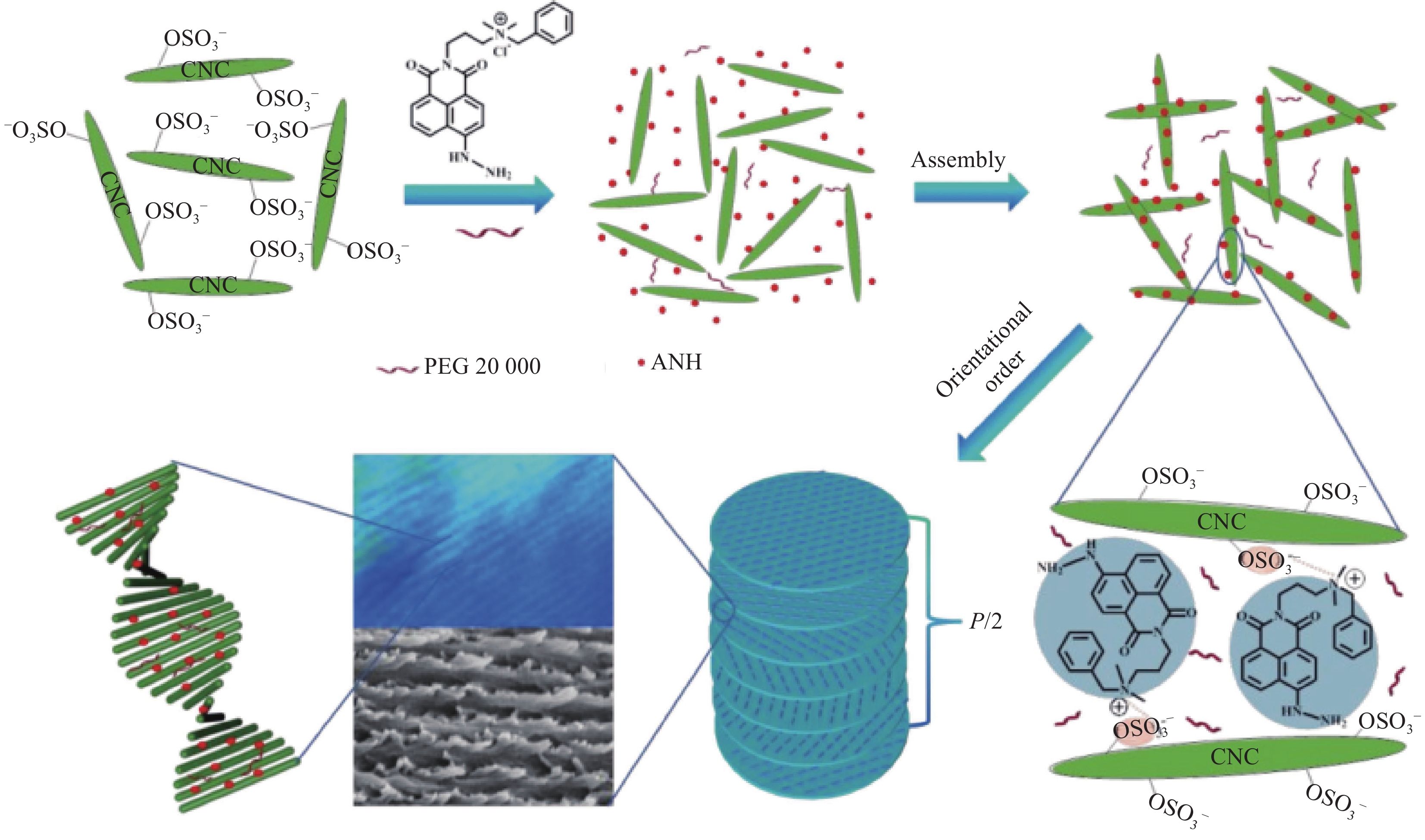 Progress of study on cellulose nanocrystals as chiral templates