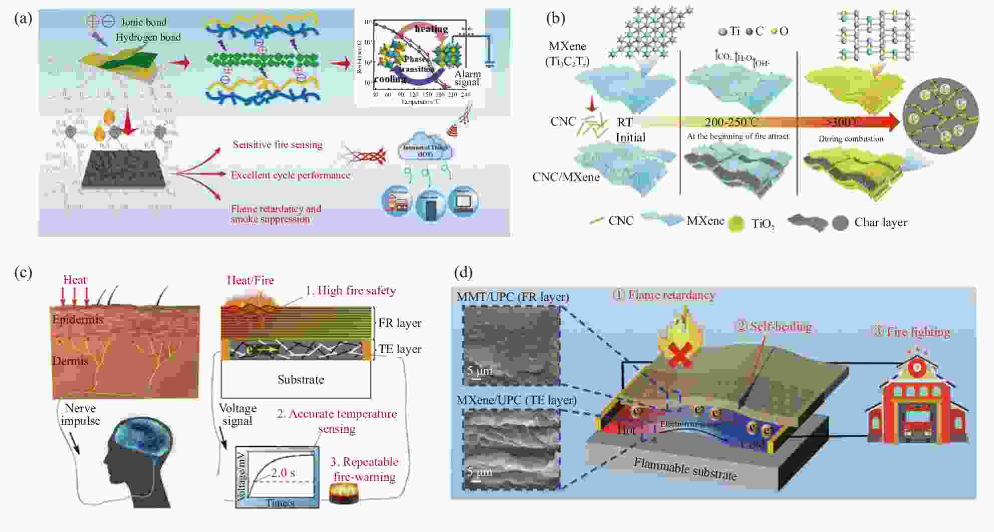 过渡金属化合物构筑热转化木材及其功能实践研究进展